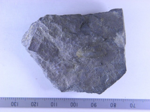 Neochonetes ? sp.｜いわきデジタルミュージアム