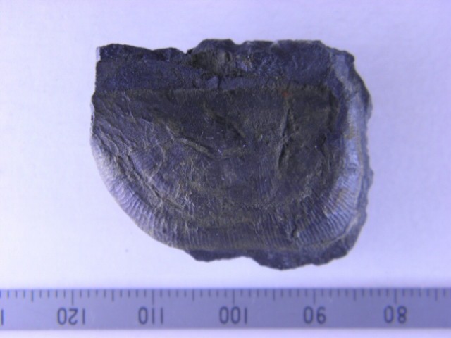 Linoproductus ? sp.｜いわきデジタルミュージアム