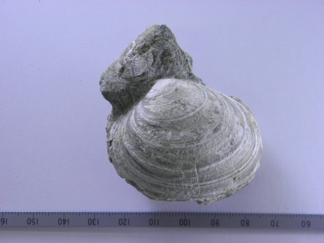 Pitar sp.｜いわきデジタルミュージアム