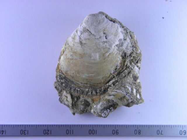 Pitar ? sp.｜いわきデジタルミュージアム