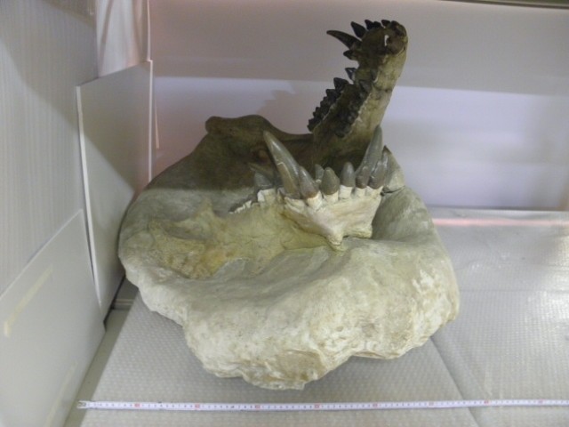 Megachoerus sp.｜いわきデジタルミュージアム