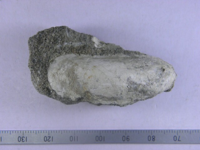 Brachidontes sp.｜いわきデジタルミュージアム