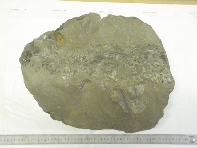 Teredo sp.｜いわきデジタルミュージアム