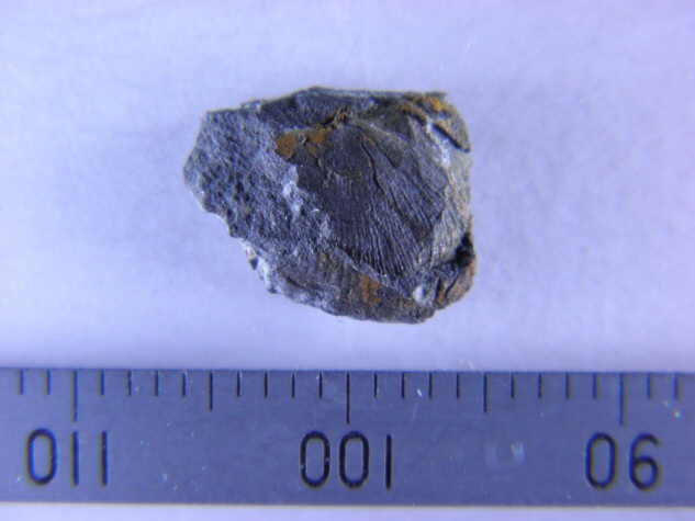 Neochonetes ? sp.｜いわきデジタルミュージアム