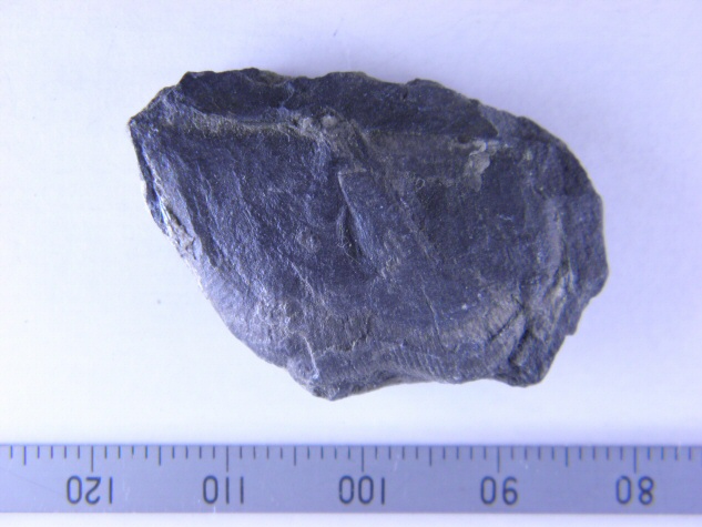 Linoproductus ? sp.｜いわきデジタルミュージアム