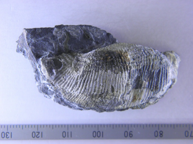 Dictyoclostus semireticularis.｜いわきデジタルミュージアム