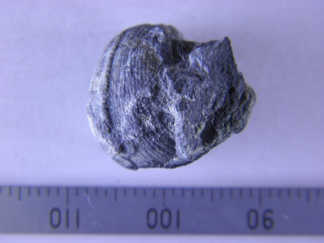 Linoproductus sp.｜いわきデジタルミュージアム