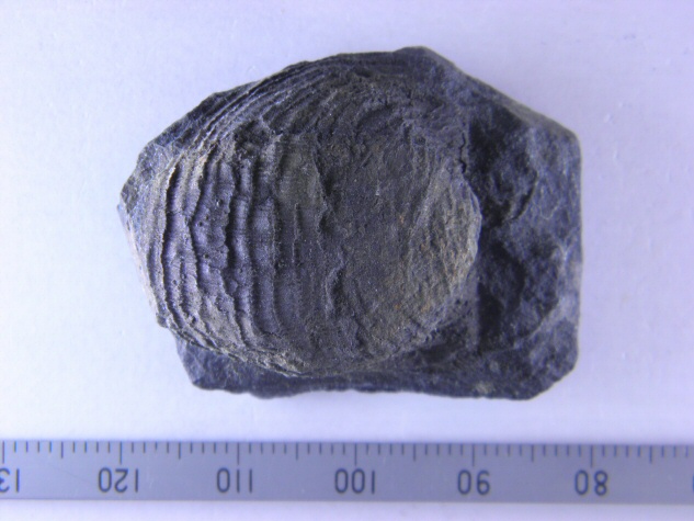 Linoproductus sp.｜いわきデジタルミュージアム