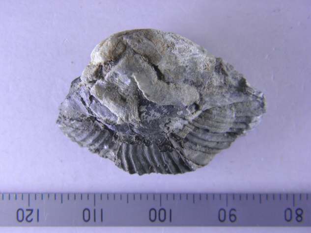 Linoproductus ? sp.｜いわきデジタルミュージアム