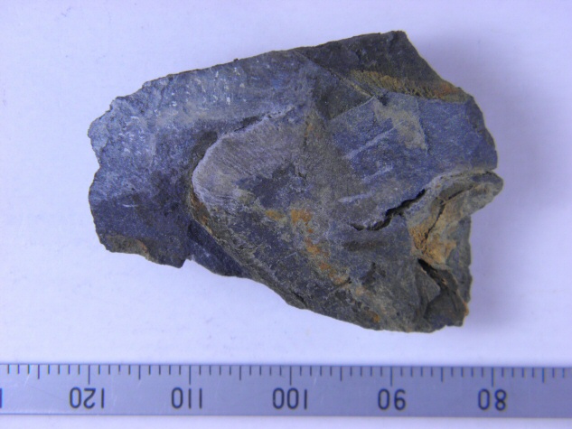 Linoproductus ? sp.｜いわきデジタルミュージアム