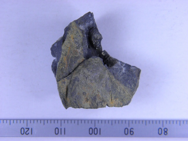 Linoproductus sp.｜いわきデジタルミュージアム