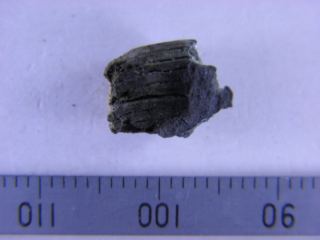 Tetracorallia｜いわきデジタルミュージアム