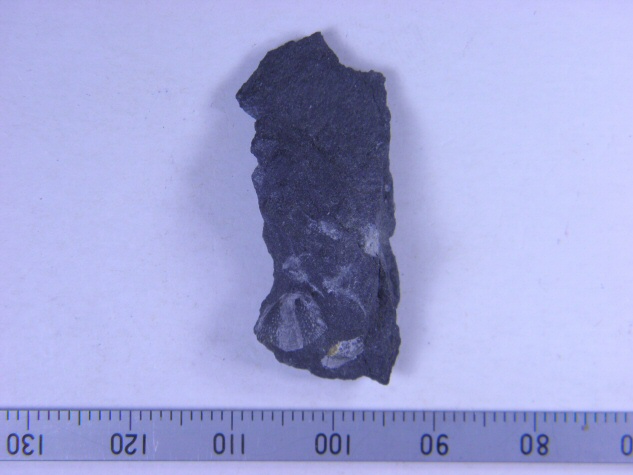 Neochonetes ? sp.｜いわきデジタルミュージアム