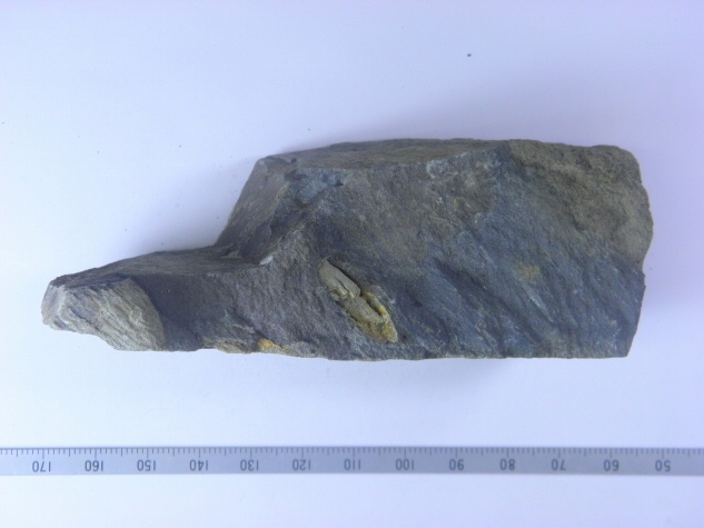 Linoproductus ? sp.｜いわきデジタルミュージアム