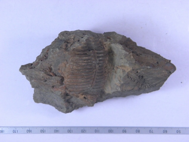 Leptodus sp.｜いわきデジタルミュージアム