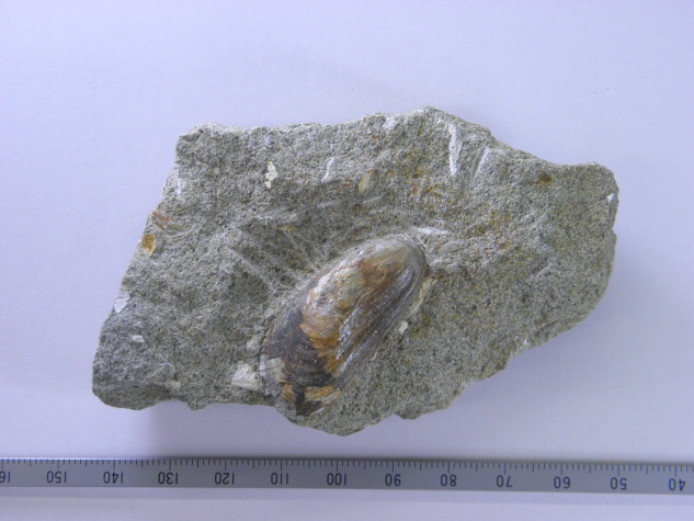 Modiolus sp.｜いわきデジタルミュージアム