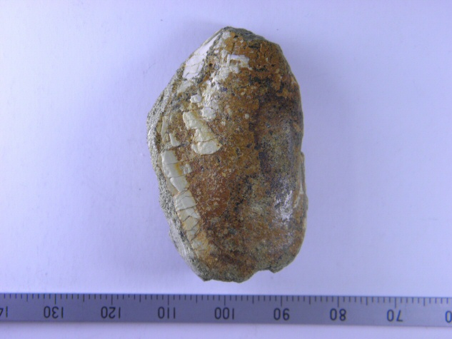 Modiolus sp.｜いわきデジタルミュージアム