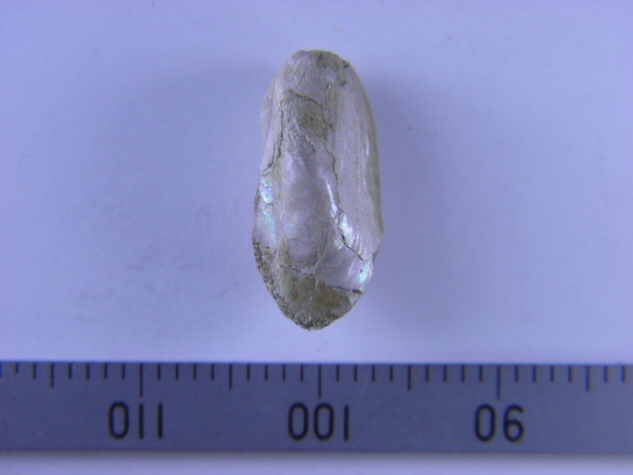 Modiolus sp.｜いわきデジタルミュージアム