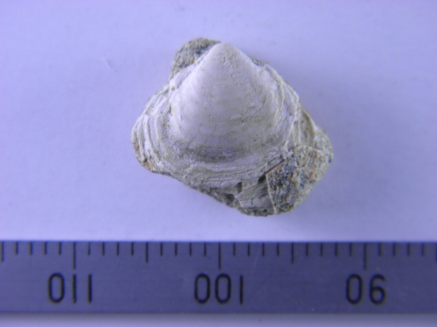 Mactra ? sp.｜いわきデジタルミュージアム