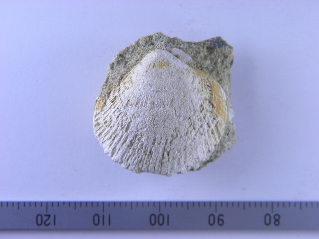 Pitar ? sp.｜いわきデジタルミュージアム