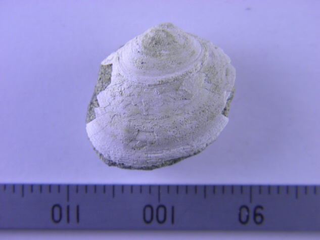 Macoma ? sp.｜いわきデジタルミュージアム