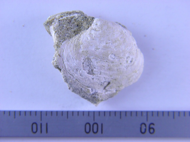 Pitar ? sp.｜いわきデジタルミュージアム