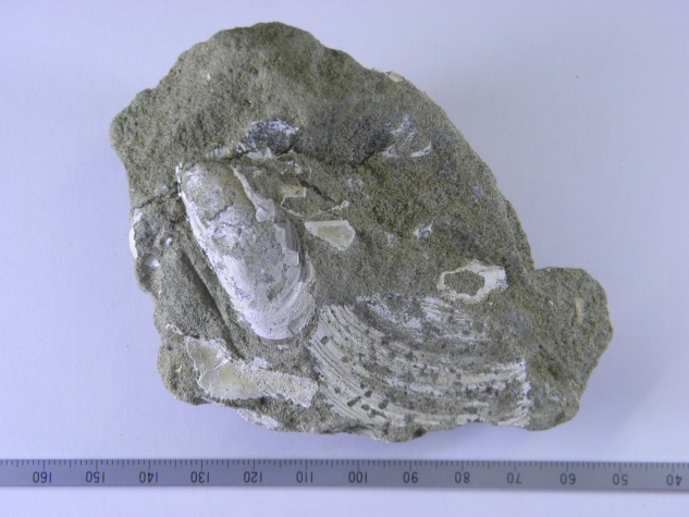 Modiolus sp.｜いわきデジタルミュージアム