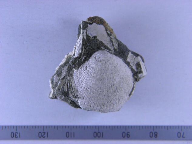 Modiolus sp.｜いわきデジタルミュージアム