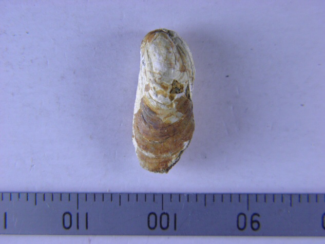 Modiolus sp.｜いわきデジタルミュージアム