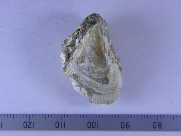 Modiolus sp.｜いわきデジタルミュージアム