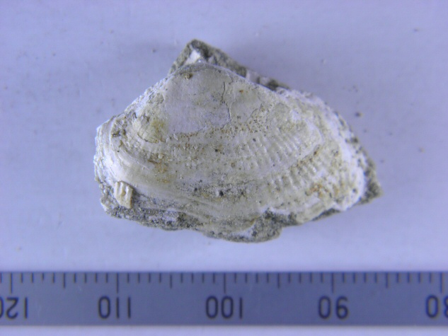 Modiolus sp.｜いわきデジタルミュージアム