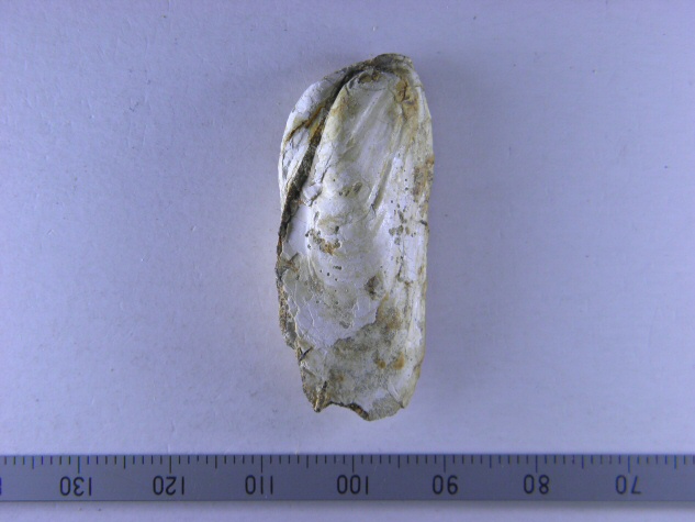 Modiolus sp.｜いわきデジタルミュージアム