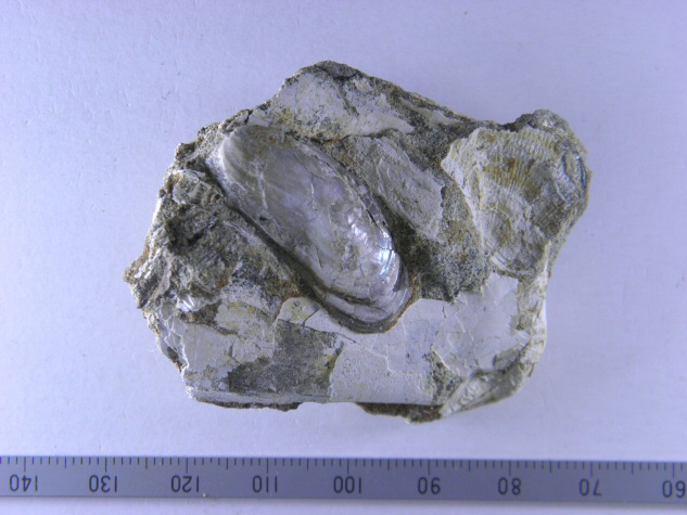 Modiolus sp.｜いわきデジタルミュージアム