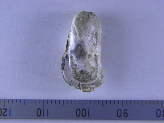 Modiolus sp.｜いわきデジタルミュージアム