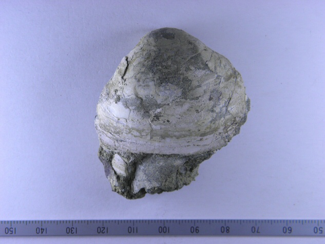 Mactra ? sp.｜いわきデジタルミュージアム