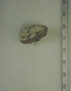 Arca sp.｜いわきデジタルミュージアム