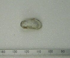 Modiolus sp.｜いわきデジタルミュージアム