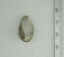 Modiolus sp.｜いわきデジタルミュージアム