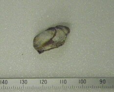 Modiolus sp.｜いわきデジタルミュージアム