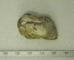 Modiolus sp.｜いわきデジタルミュージアム