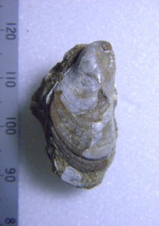 Modiolus sp.｜いわきデジタルミュージアム