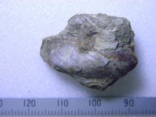 Modiolus sp.｜いわきデジタルミュージアム