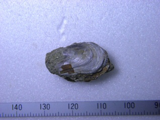 Modiolus sp.｜いわきデジタルミュージアム