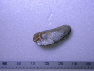 Modiolus sp.｜いわきデジタルミュージアム