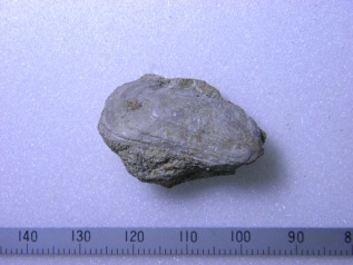 Modiolus sp.｜いわきデジタルミュージアム