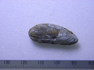 Modiolus sp.｜いわきデジタルミュージアム