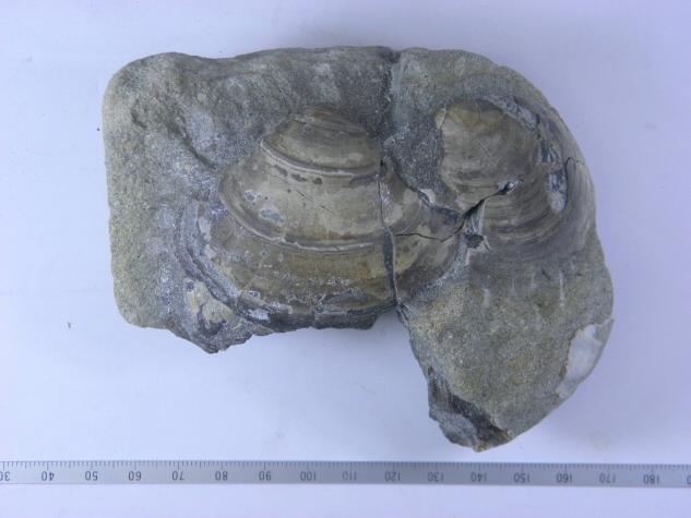 Dosinia ? sp.｜いわきデジタルミュージアム