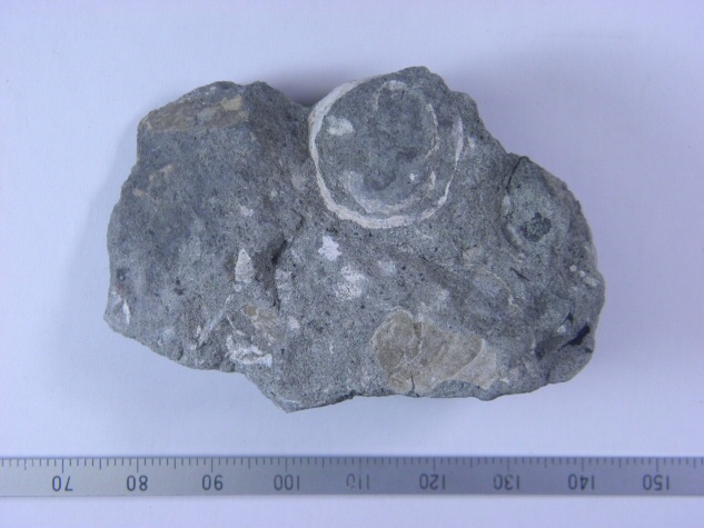 Linuparus ? sp.｜いわきデジタルミュージアム