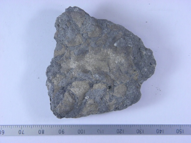 Linuparus sp.｜いわきデジタルミュージアム