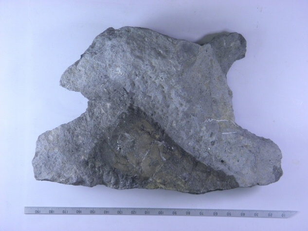 Linuparus sp.｜いわきデジタルミュージアム